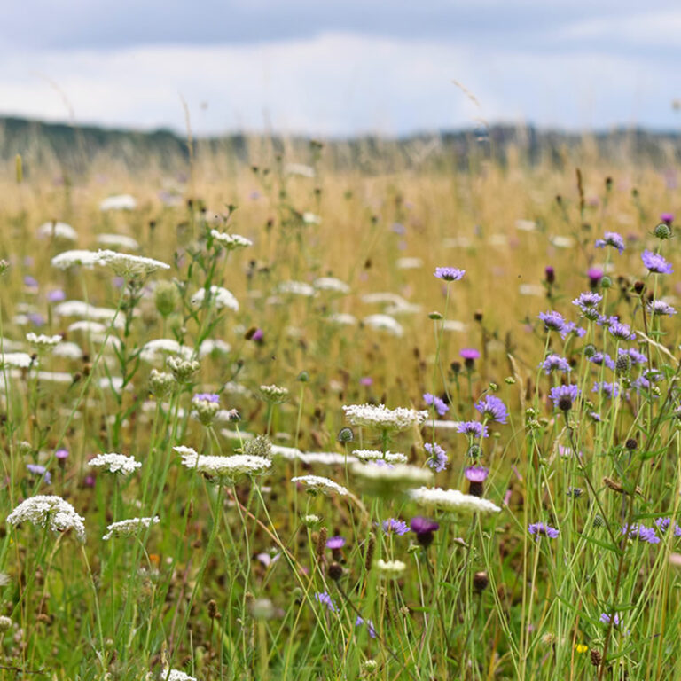 Wildflower seed mats | Wildahome