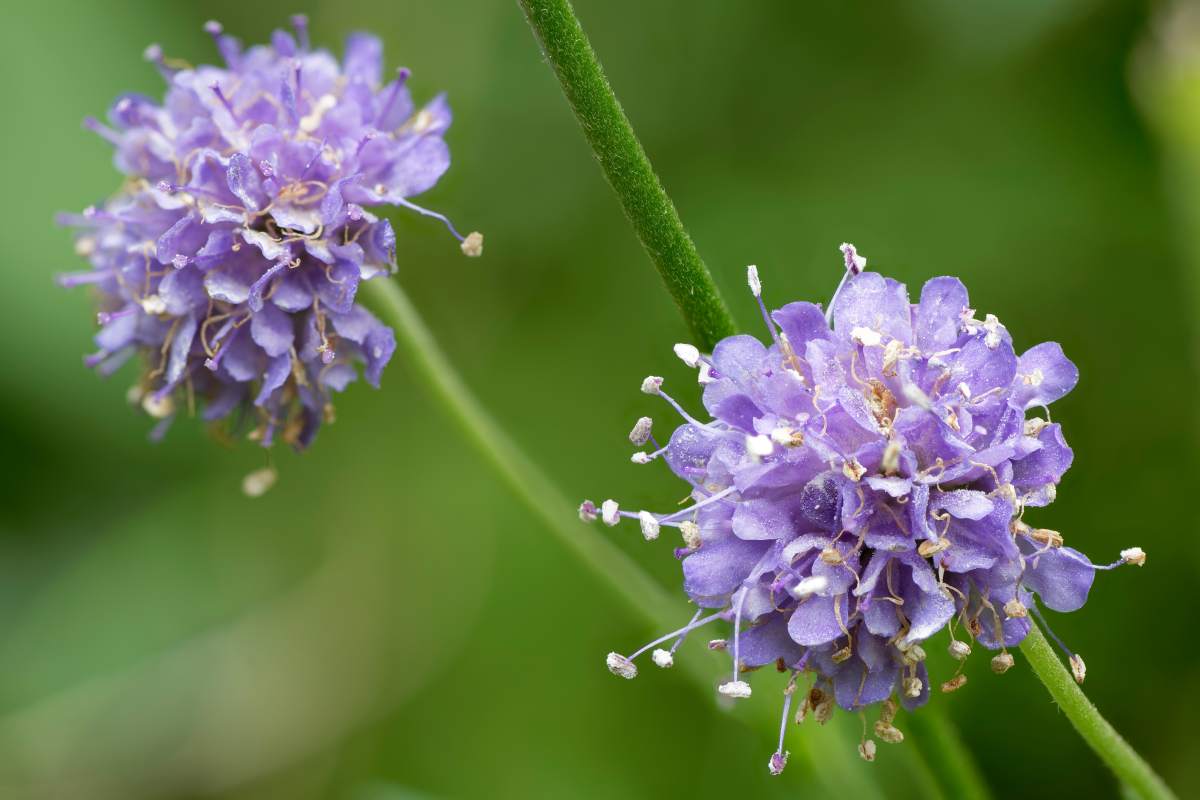 Restoring Purple Moor-Grass & Rush Pastures | Biodiversity Net Gain
