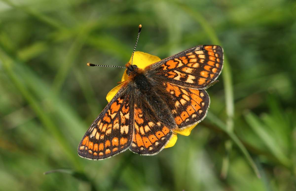Restoring Purple Moor-Grass & Rush Pastures | Biodiversity Net Gain